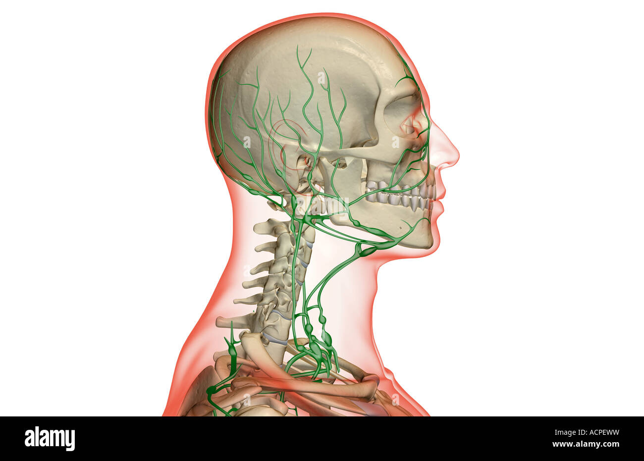 Head lymph node diagram - denjunkie