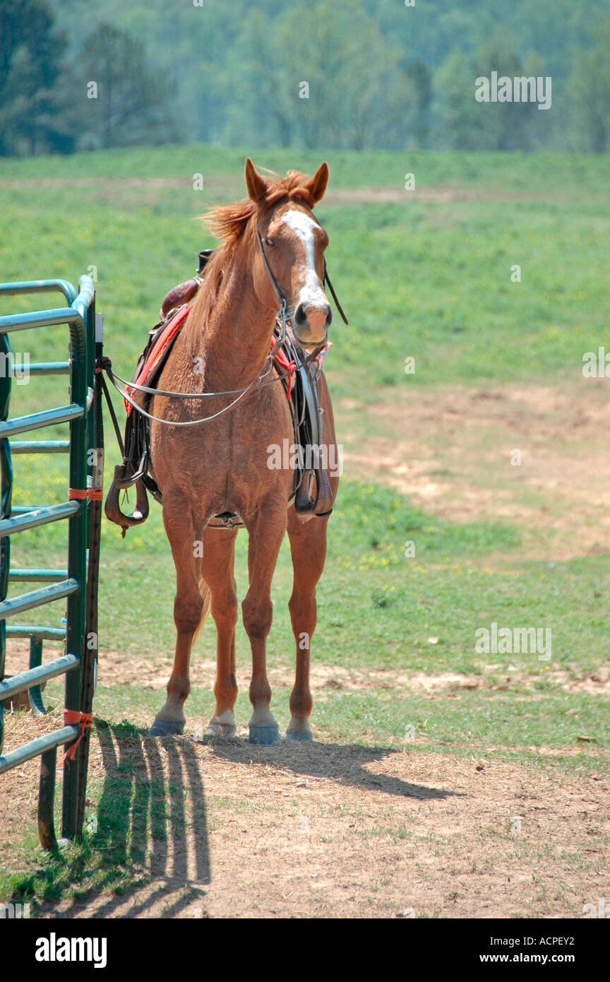 Cowboys saddle horse for roping is tied to fence at barn before cattle ...