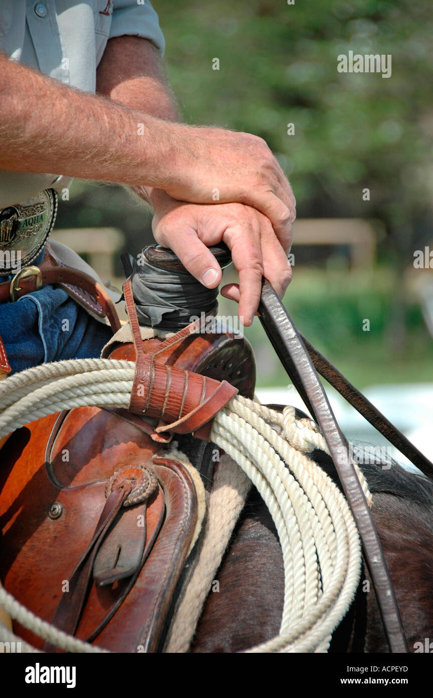Hands of a real working cowboy on saddle horn with his ropes before the ...