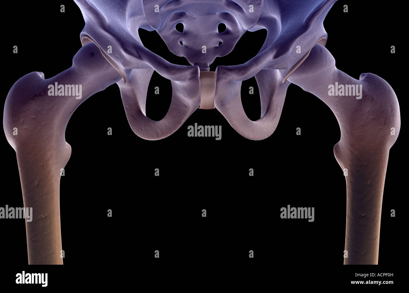 Pubic bone hi-res stock photography and images - Alamy