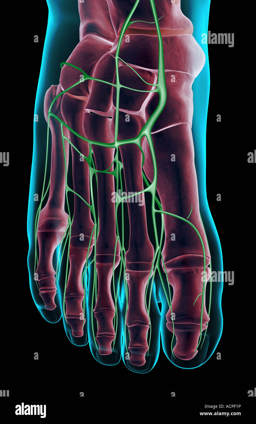 Foot dorsal view hi-res stock photography and images - Alamy