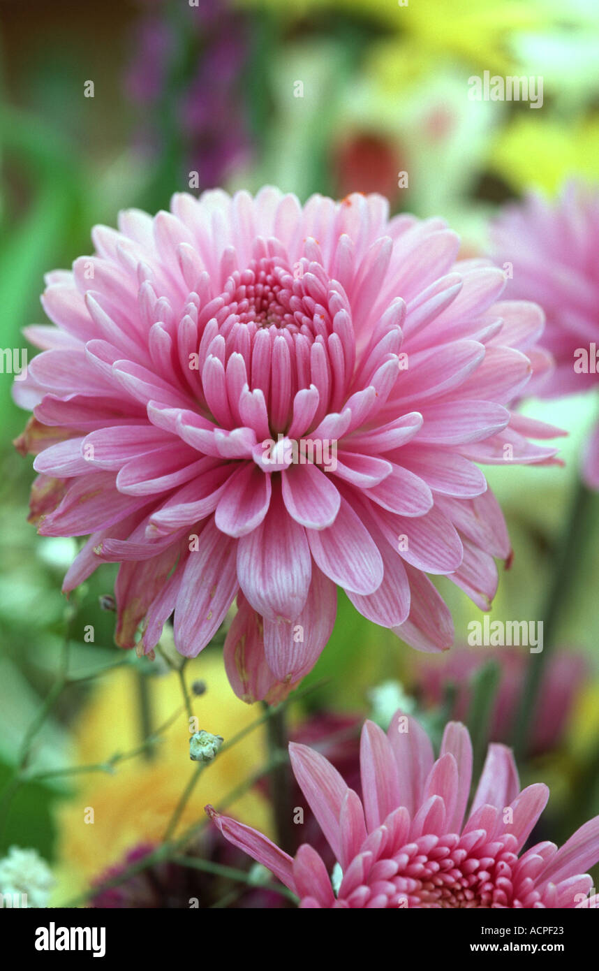 Pink fower hi-res stock photography and images - Alamy