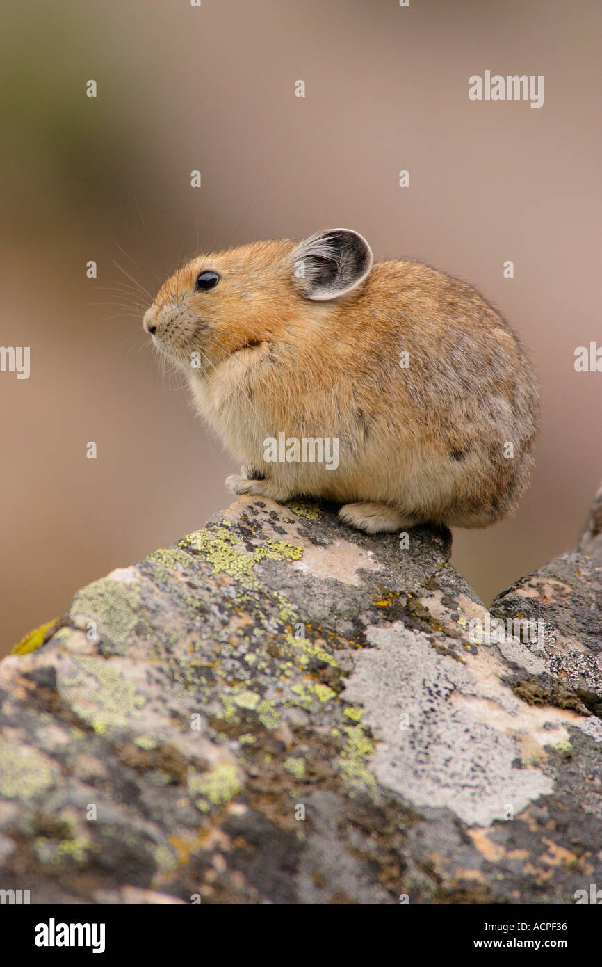 American Pika on Rock Stock Photo - Alamy