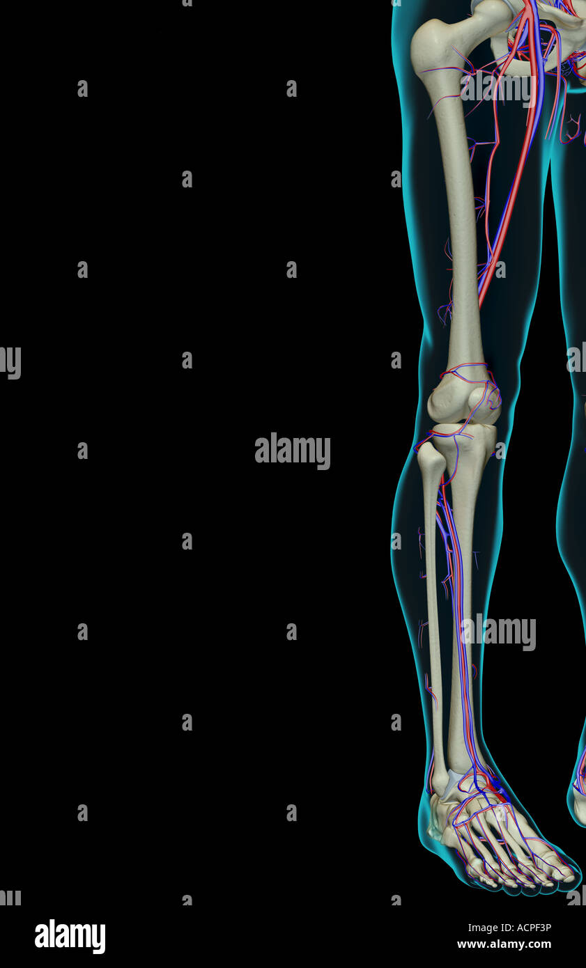 Lower Extremity Arterial Supply