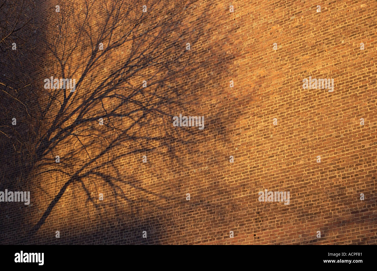 Tree shadow on a brick wall late afternood sun abstract Stock Photo - Alamy