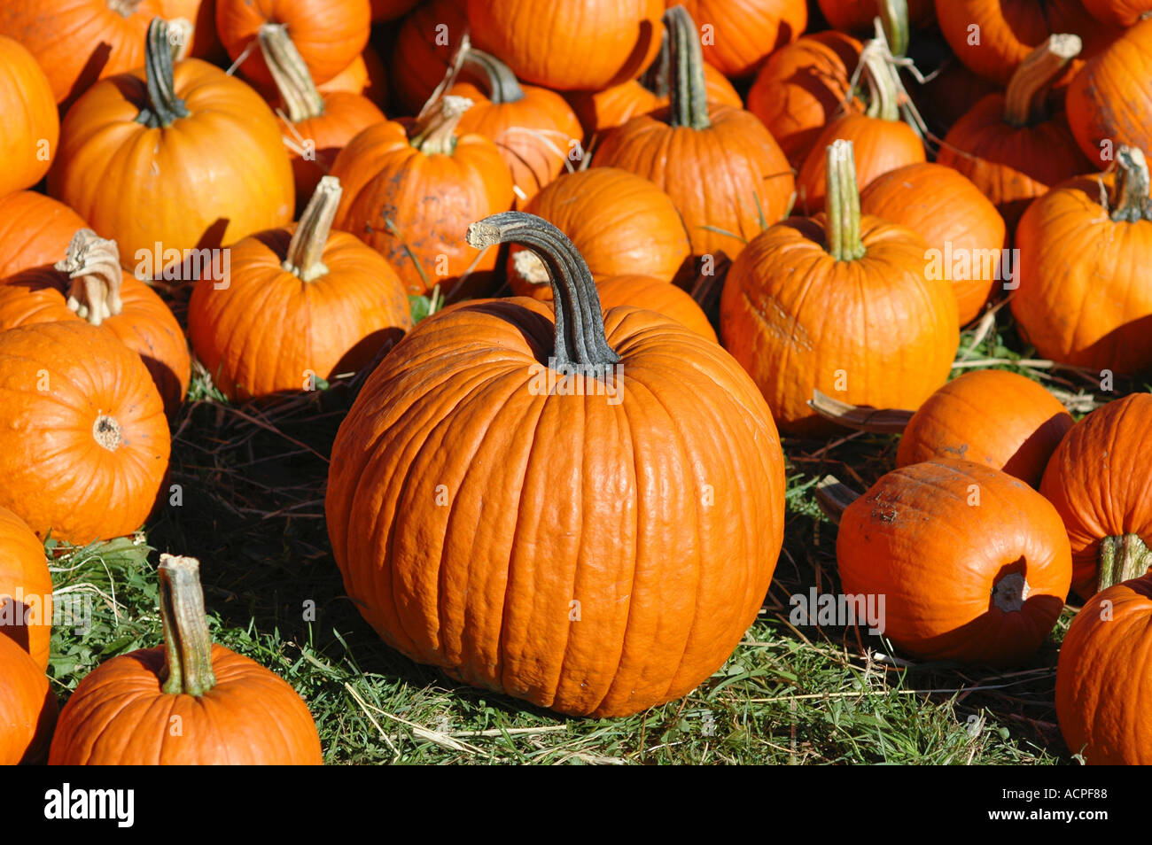 Vivid patch hi-res stock photography and images - Alamy