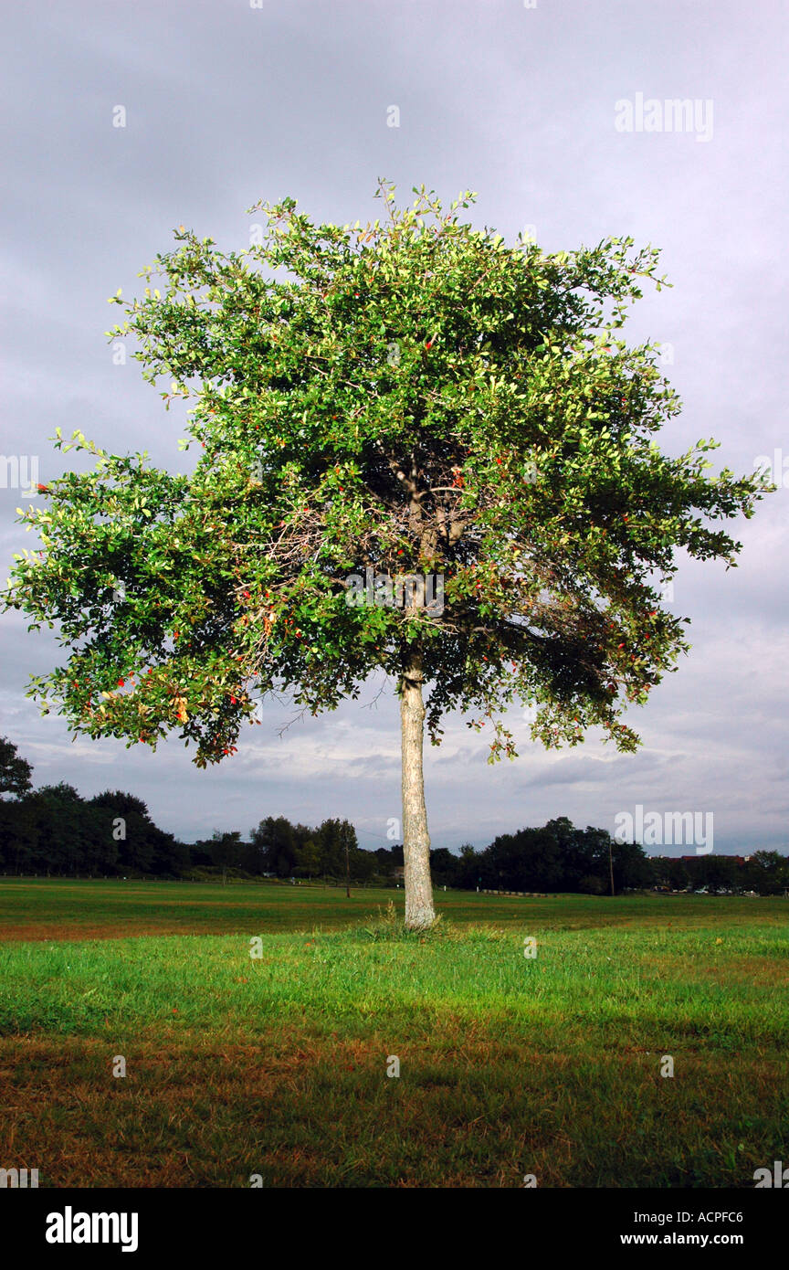 A simple tree Stock Photo - Alamy