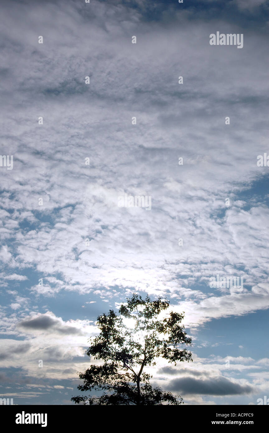 Single Tree with cloudy sky vast open sky Stock Photo - Alamy
