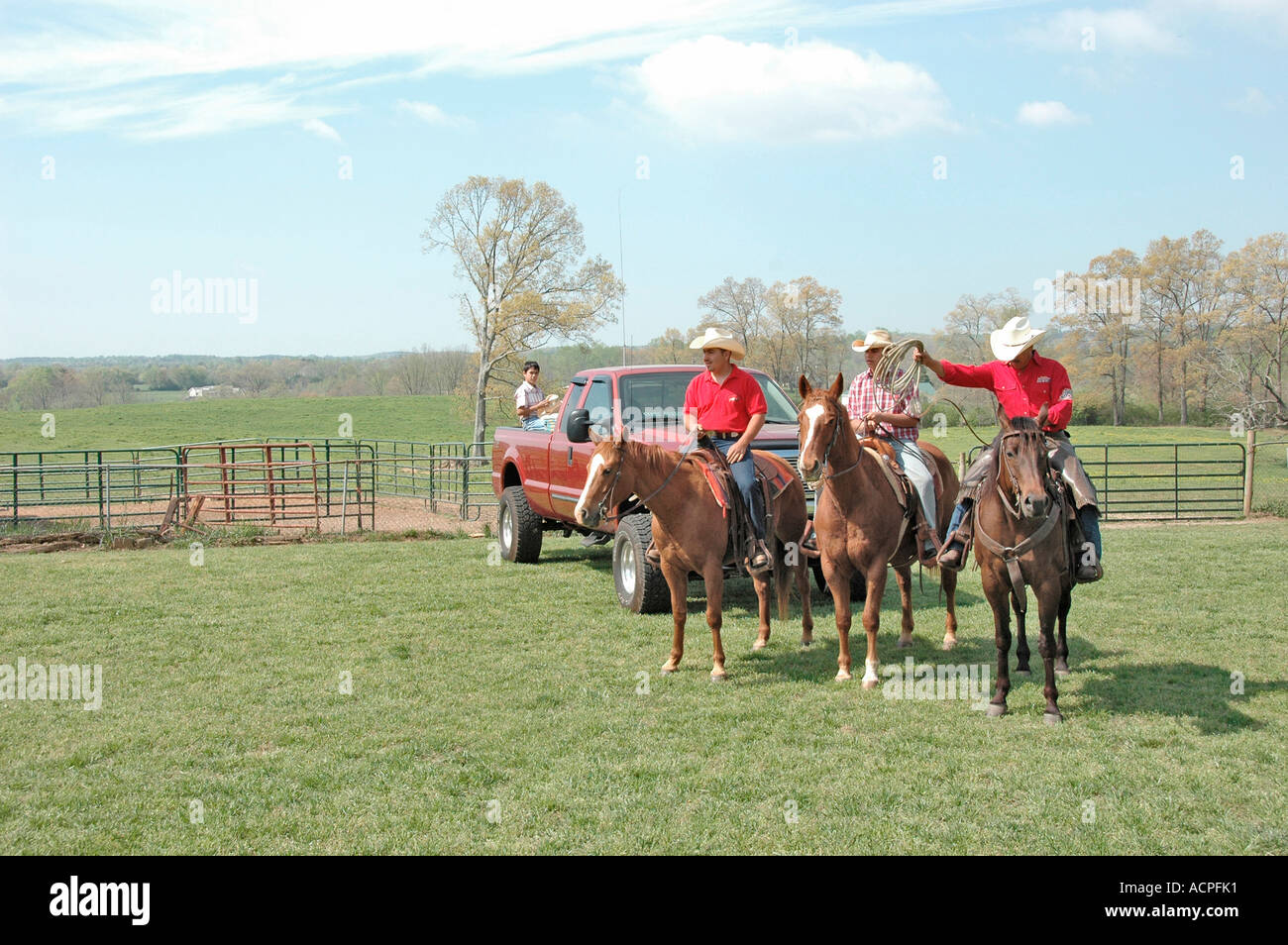 Ellijay roundup of cattle at the 74 dude ranch in north Georgia by ...