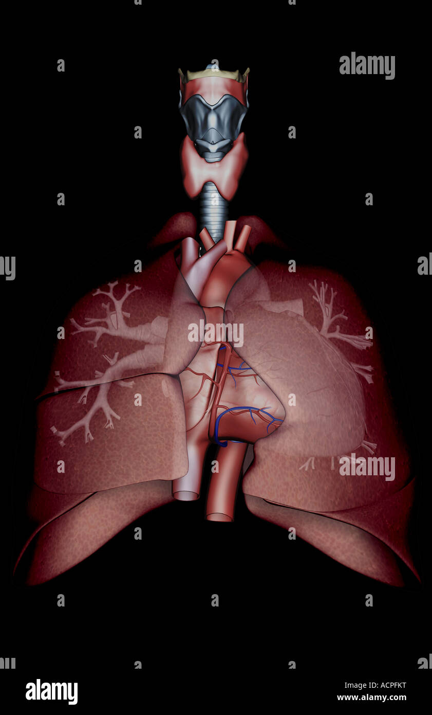 The heart and the respiratory system Stock Photo - Alamy