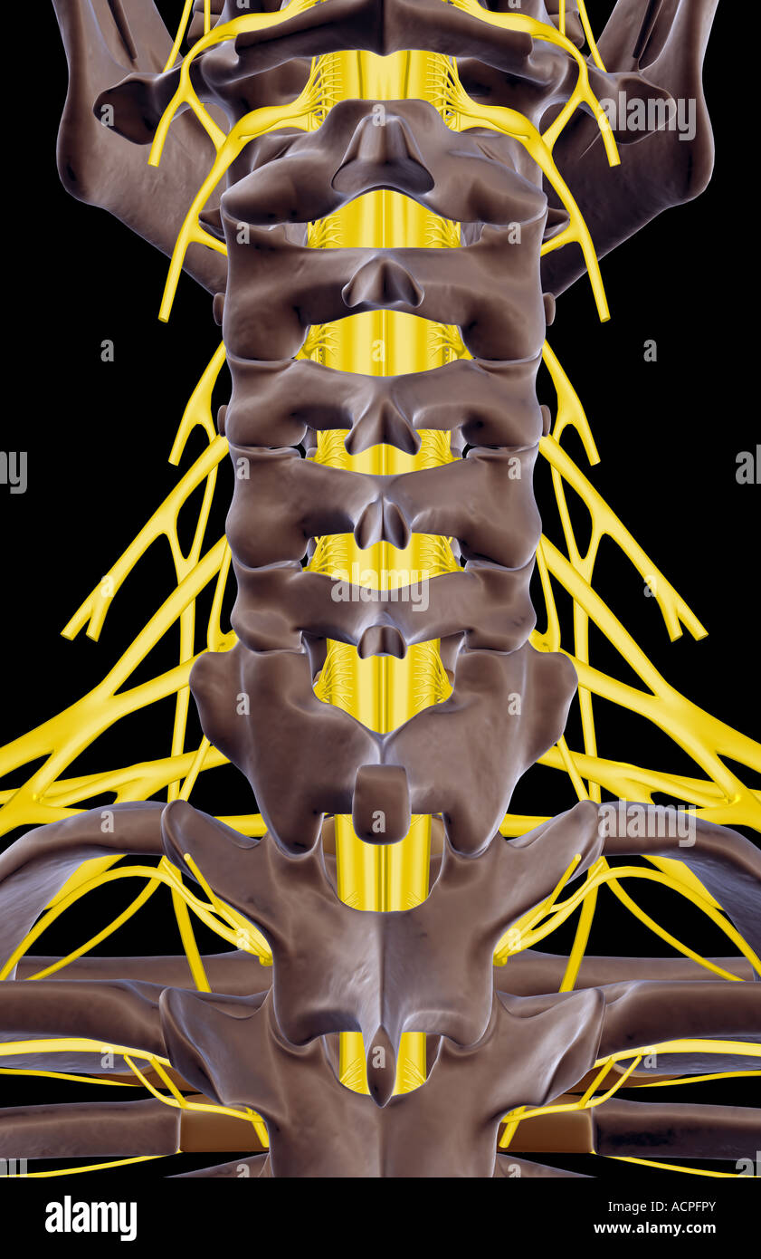 The nerves of the neck Stock Photo - Alamy