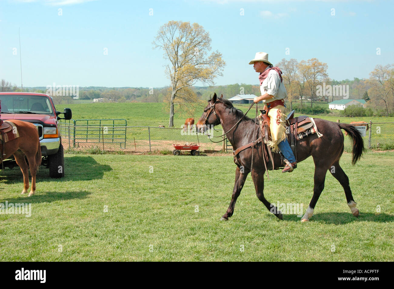 Ellijay roundup of cattle at the 74 dude ranch in north Georgia by ...