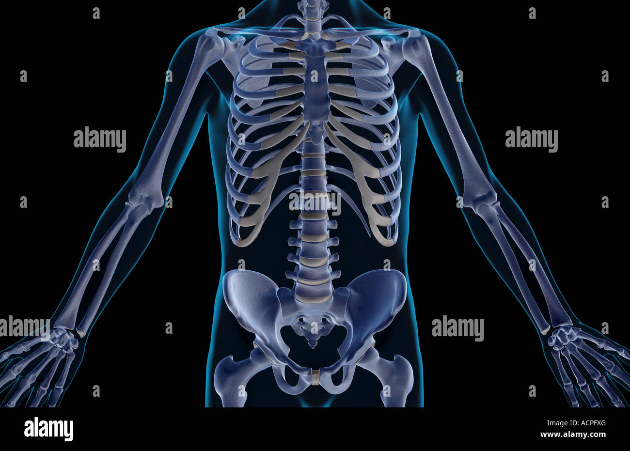 The bones of the trunk Stock Photo - Alamy