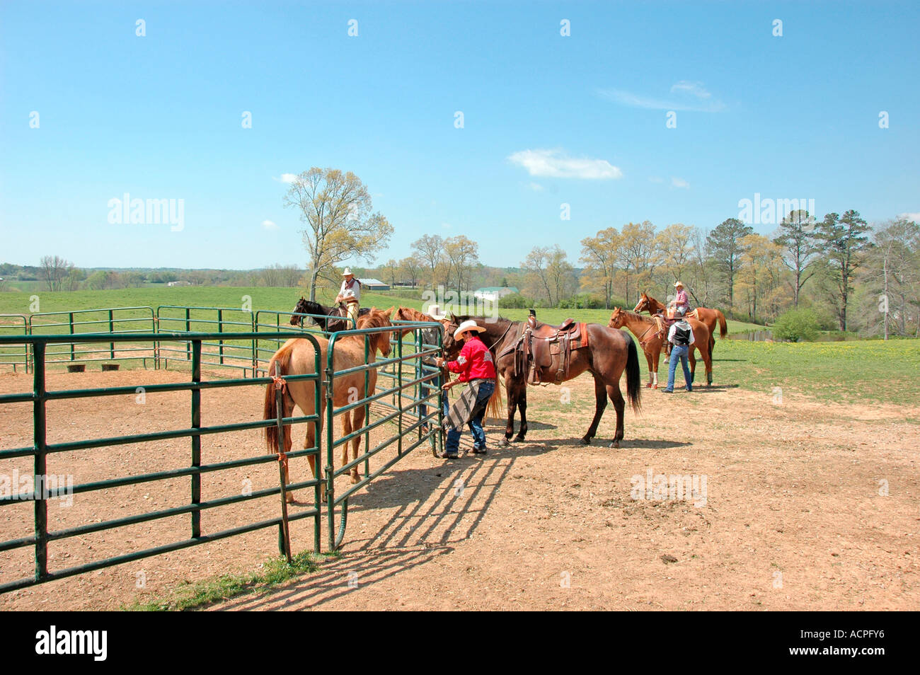 Woman Branding Cattle High Resolution Stock Photography and Images - Alamy