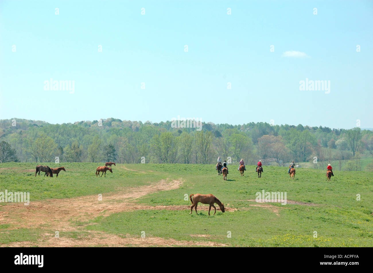 Calf in hay bed hi-res stock photography and images - Alamy