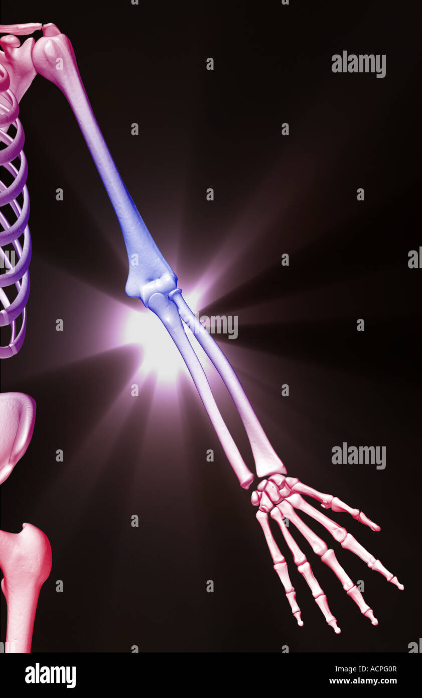 The bones of the upper limb Stock Photo - Alamy