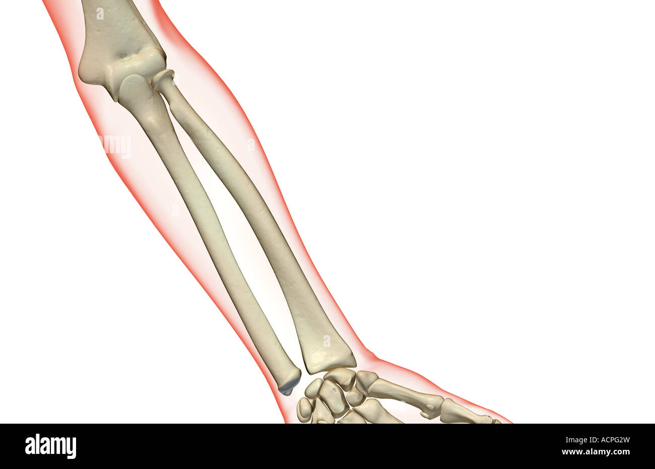 The bones of the forearm Stock Photo - Alamy