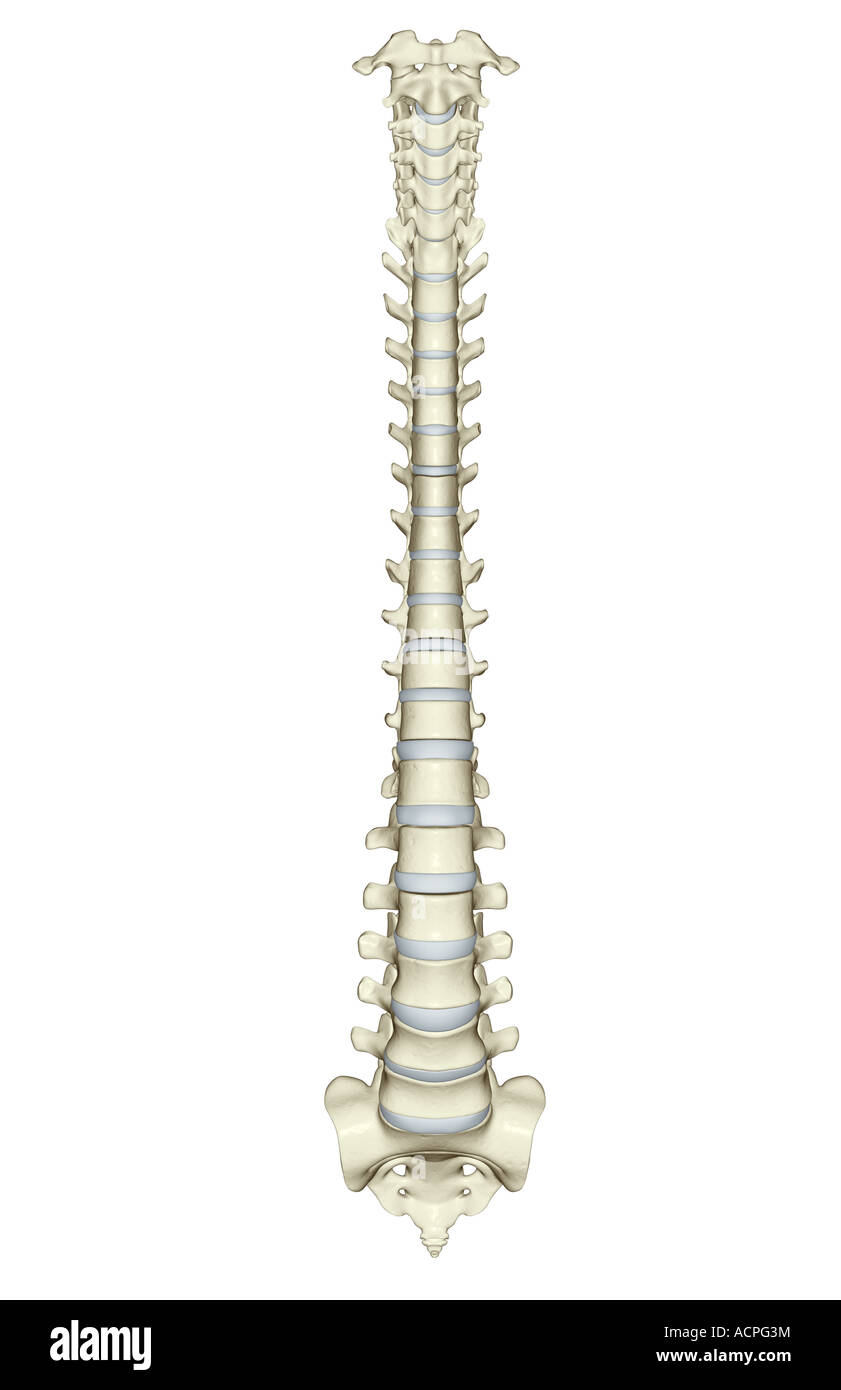 The vertebral column Stock Photo - Alamy
