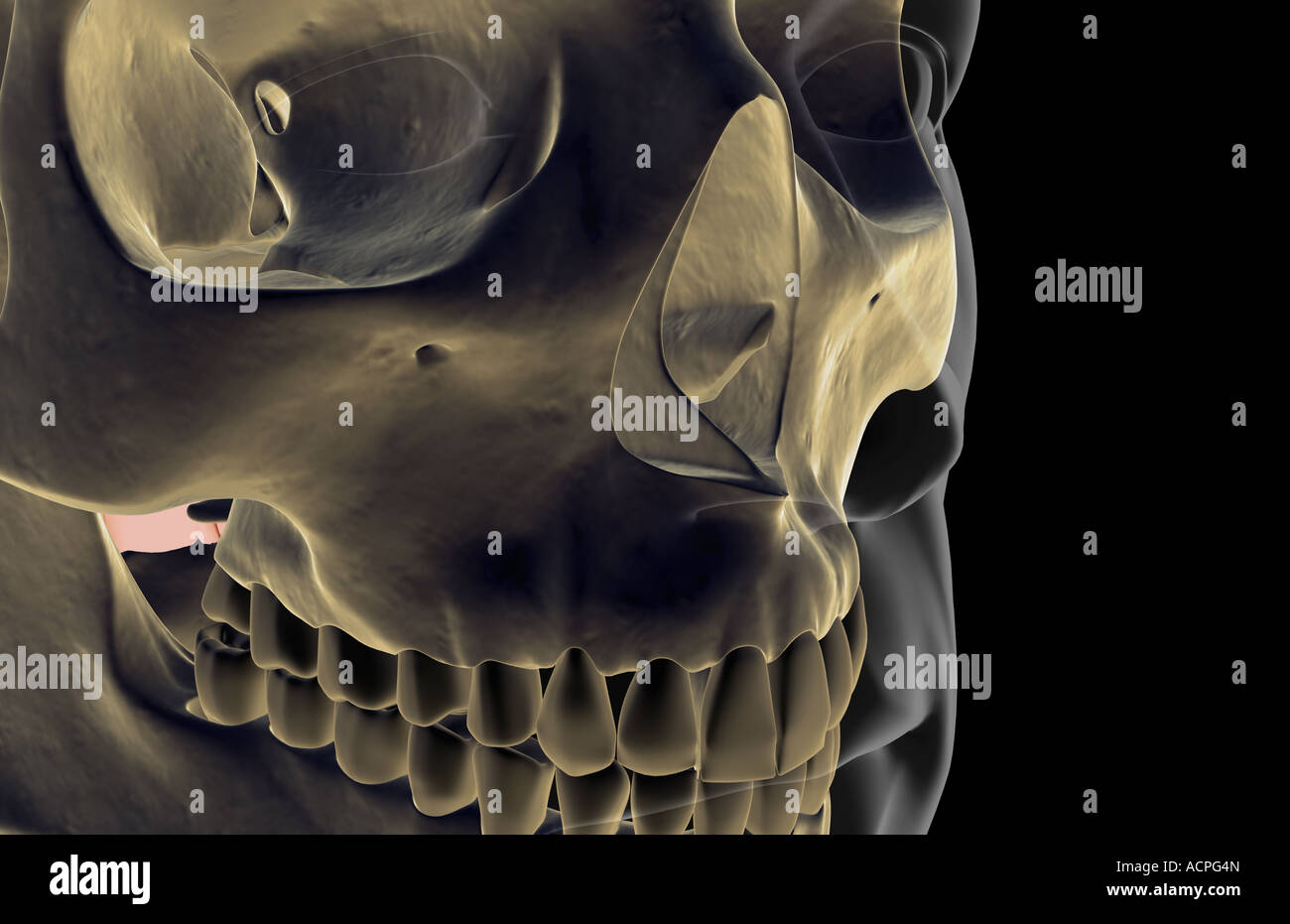 The bones of the face Stock Photo - Alamy
