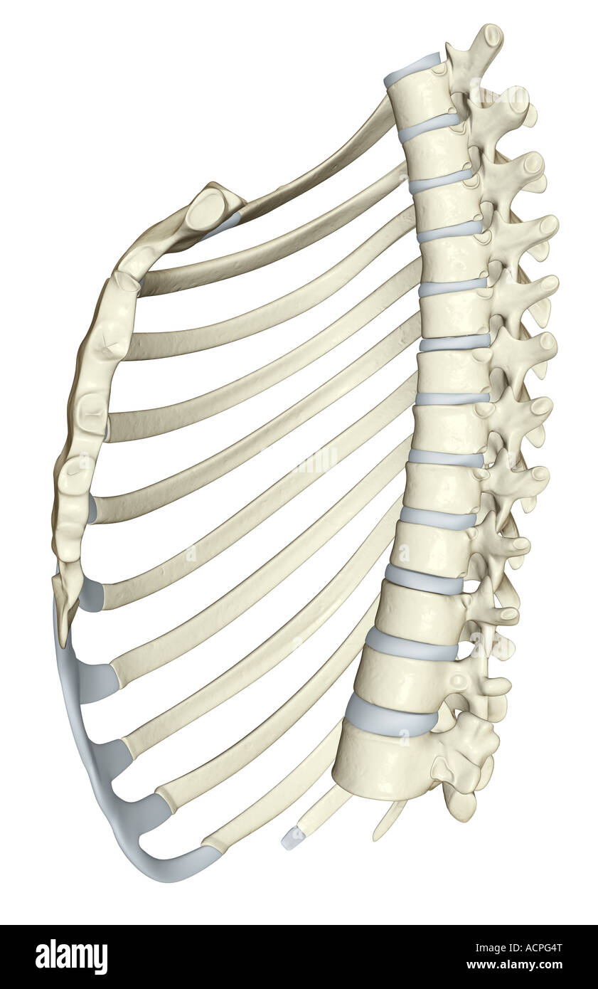 Bones of the thorax hi-res stock photography and images - Alamy