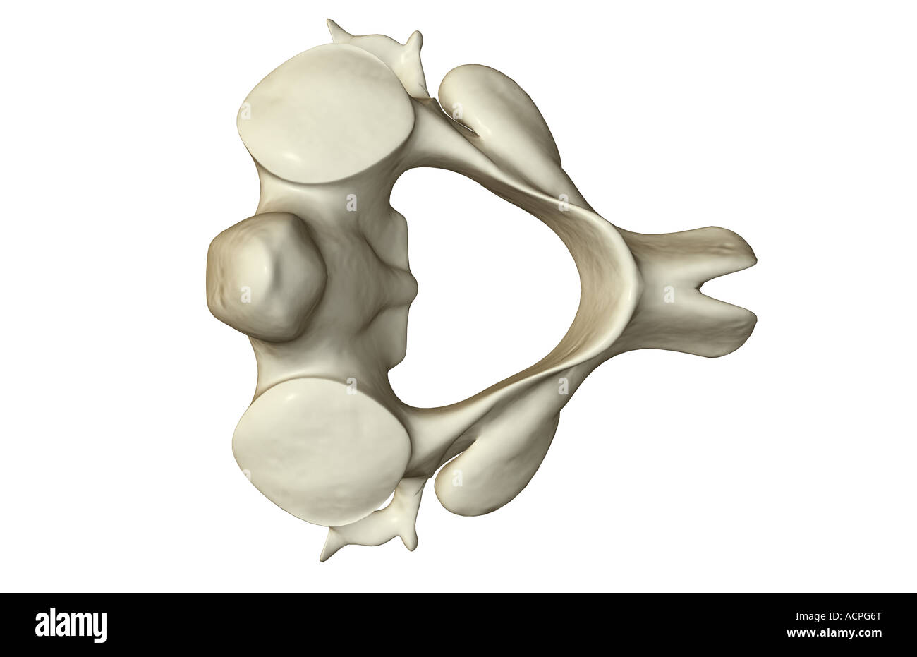 Cervical Vertebrae Anatomy Unlabeled