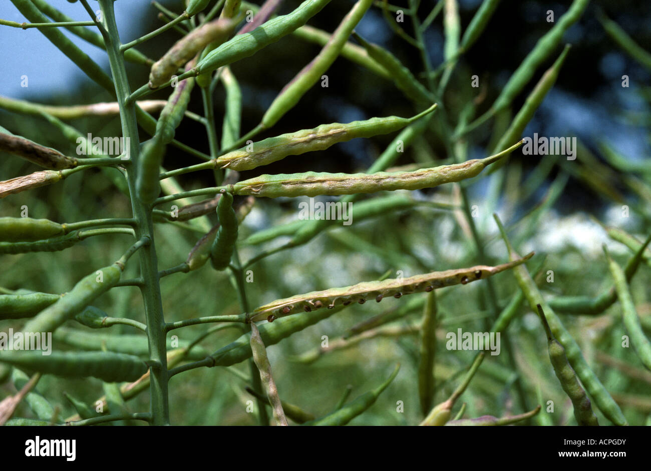 Bladder pod midge Dasineura brassicae damage to oilseed rape pods Stock ...