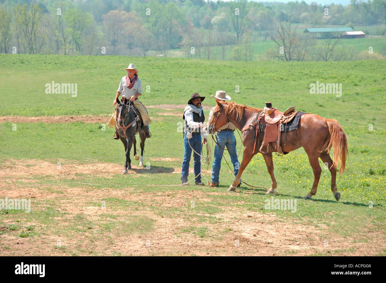 Ellijay roundup of cattle at the 74 dude ranch in north Georgia by ...