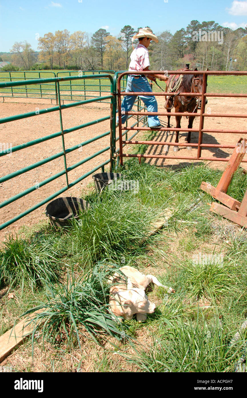 Young cowboy with week old calf at roundup barn at dude ranch with ...