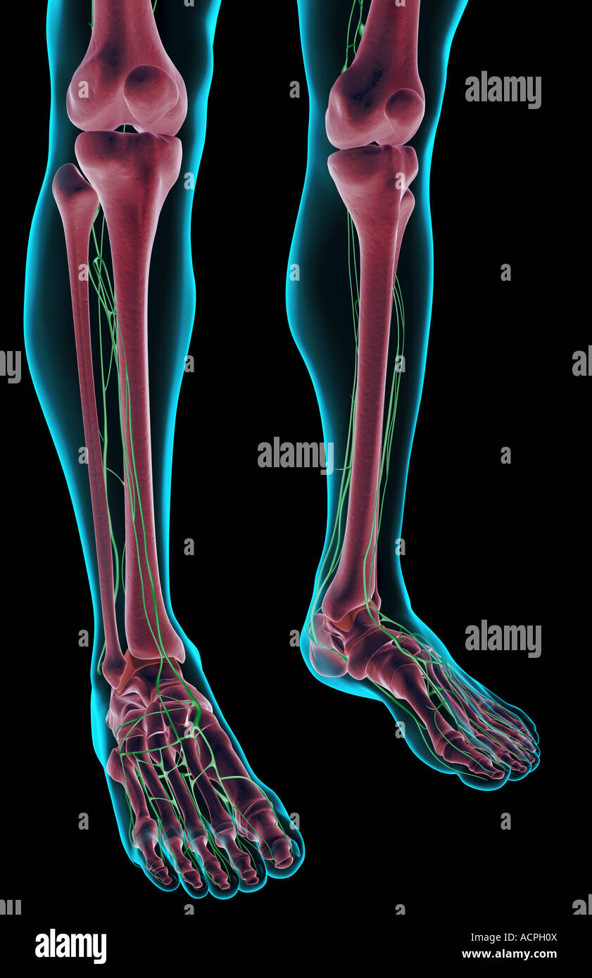 Lymph illustration legs hi-res stock photography and images - Alamy