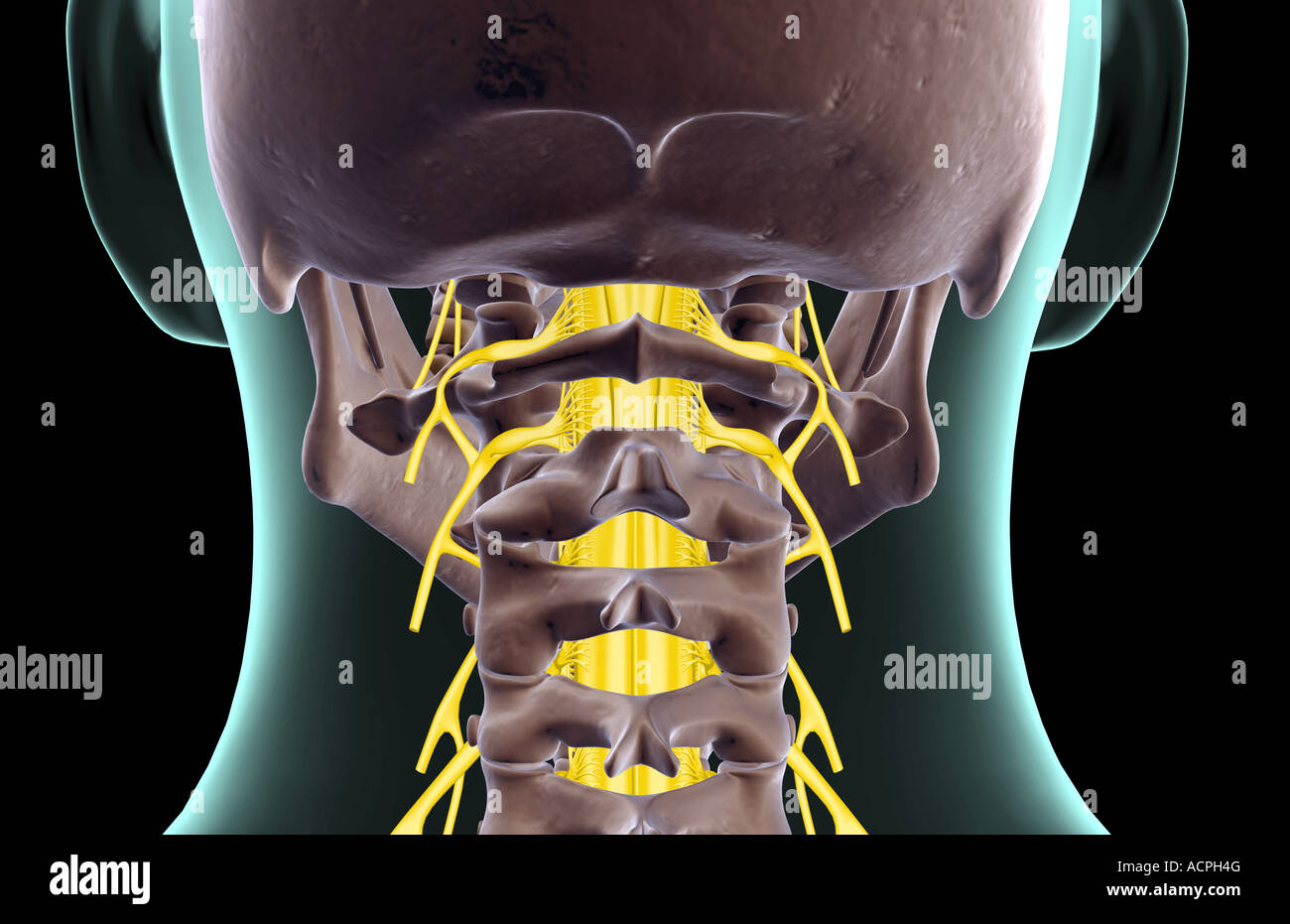 The nerves of the neck Stock Photo - Alamy