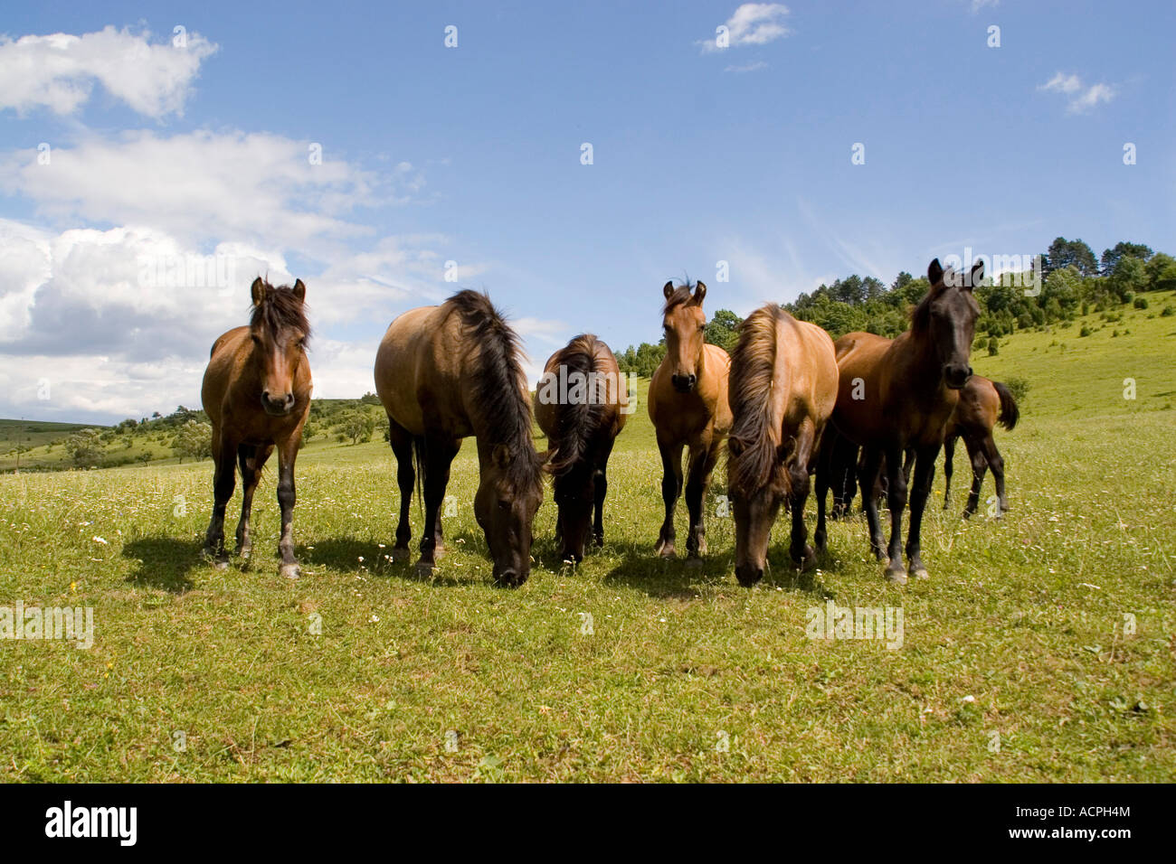 Hungarian Hucul Horses Stock Photo - Alamy
