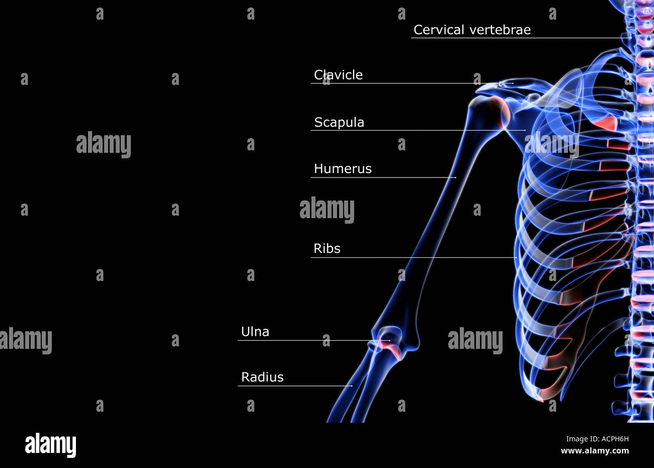Labeled humerus hi-res stock photography and images - Alamy