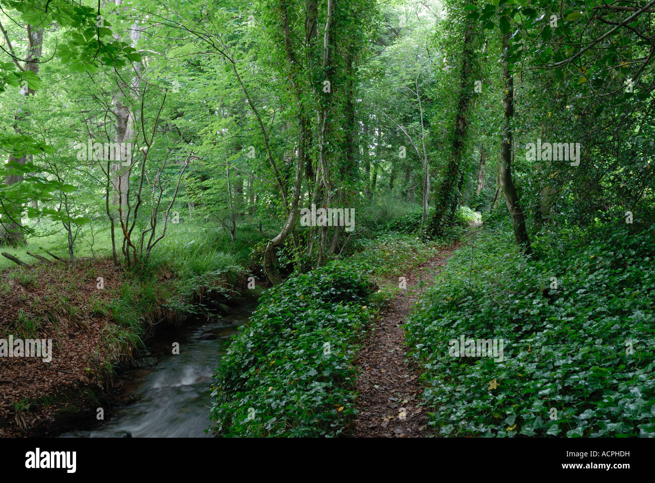 Forest path and stream Stock Photo - Alamy
