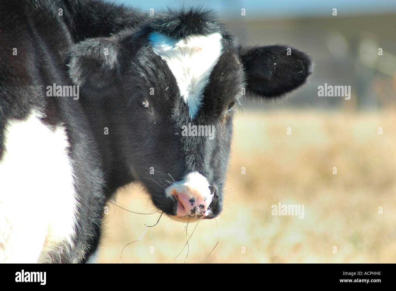 Fat Steers High Resolution Stock Photography and Images - Alamy