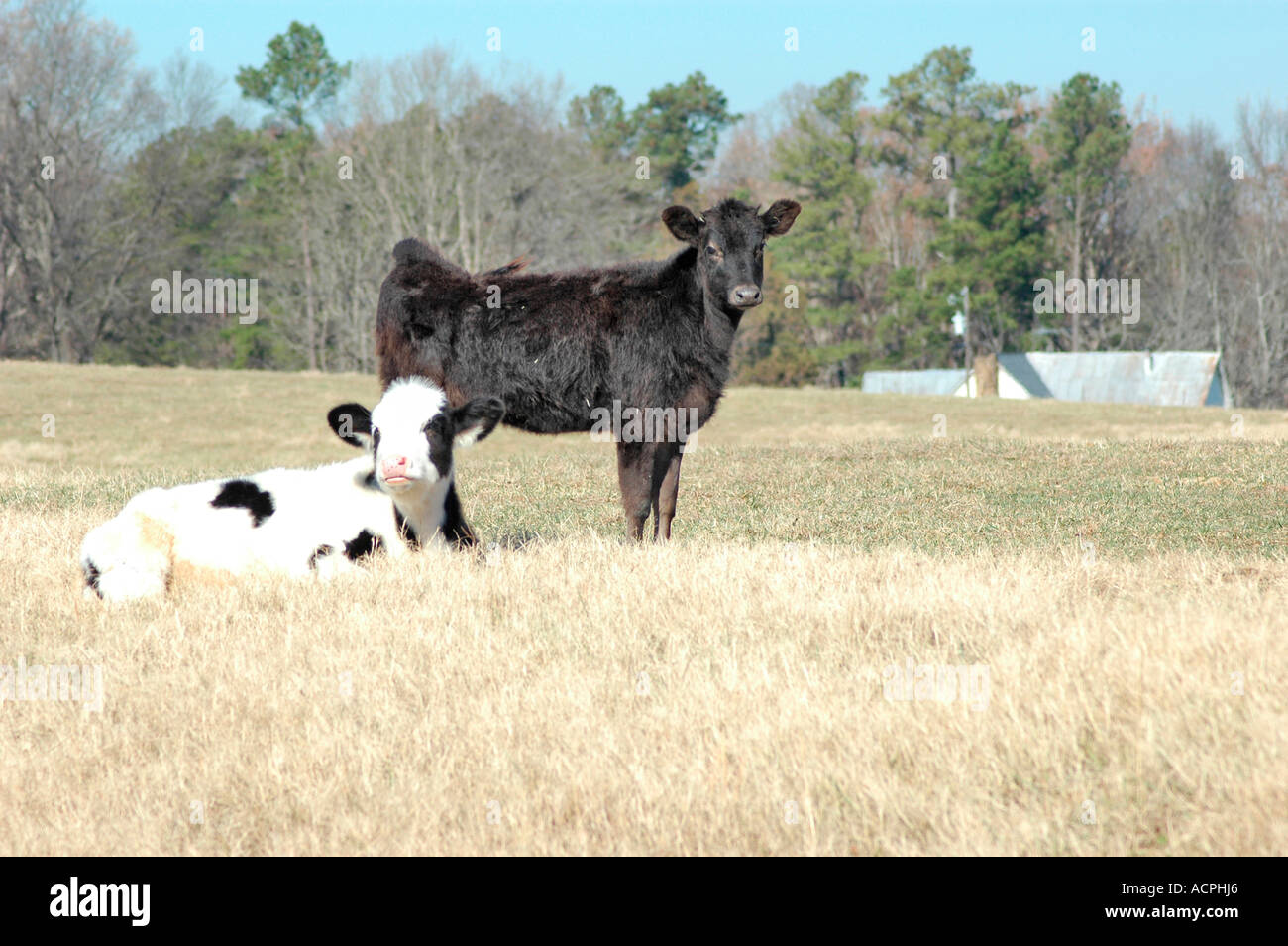 Young steers in field hi-res stock photography and images - Alamy
