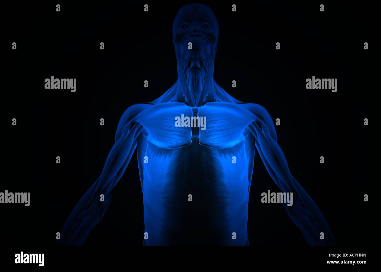 Upper chest muscles anatomy hi-res stock photography and images - Alamy