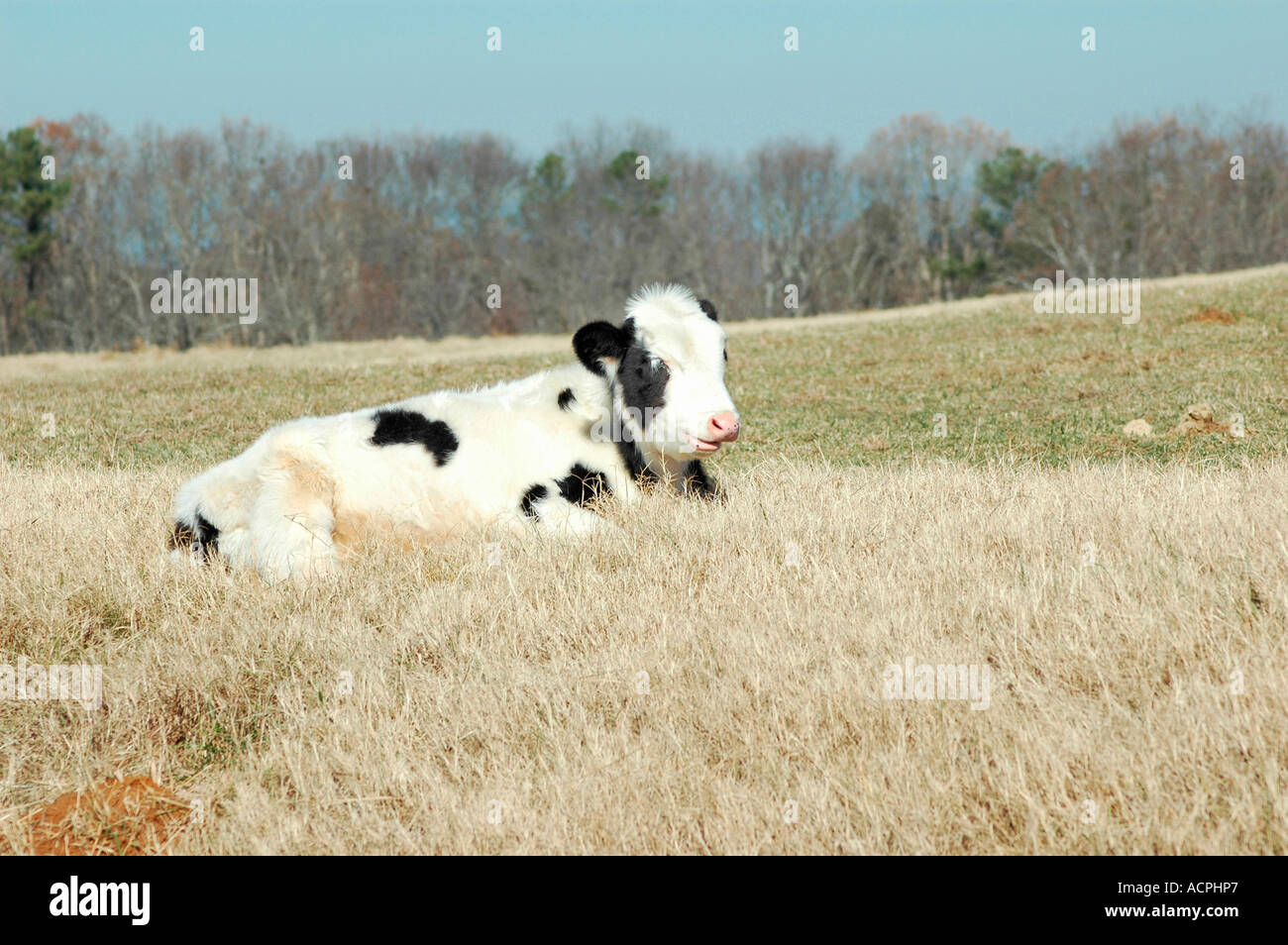 Fat steers hi-res stock photography and images - Alamy
