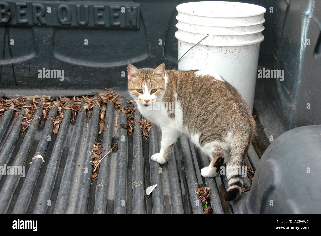 Wild stray cat which is fed and watered by strangers in the area of ...