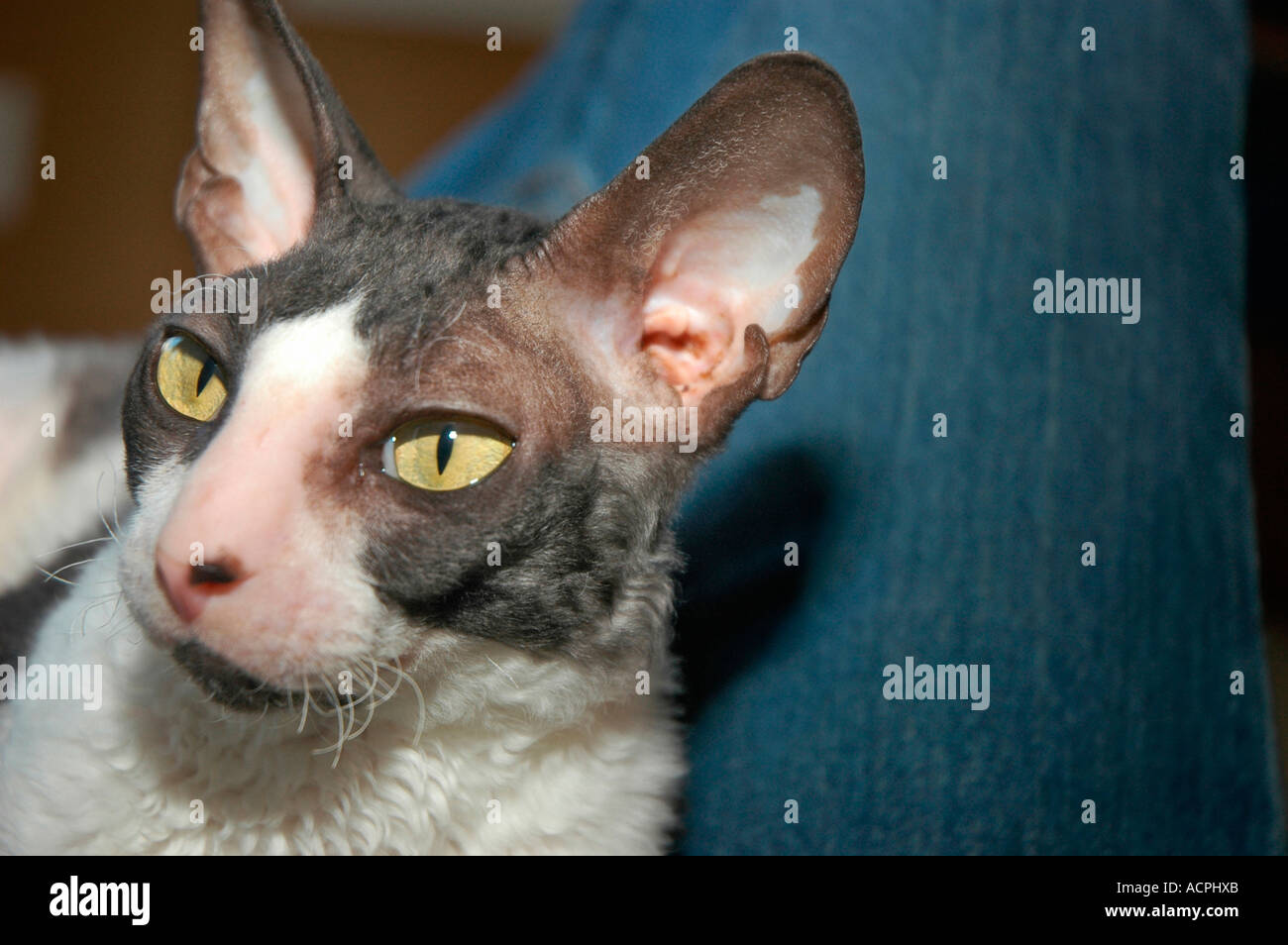 White and black cornish rex kittens hi-res stock photography and images ...