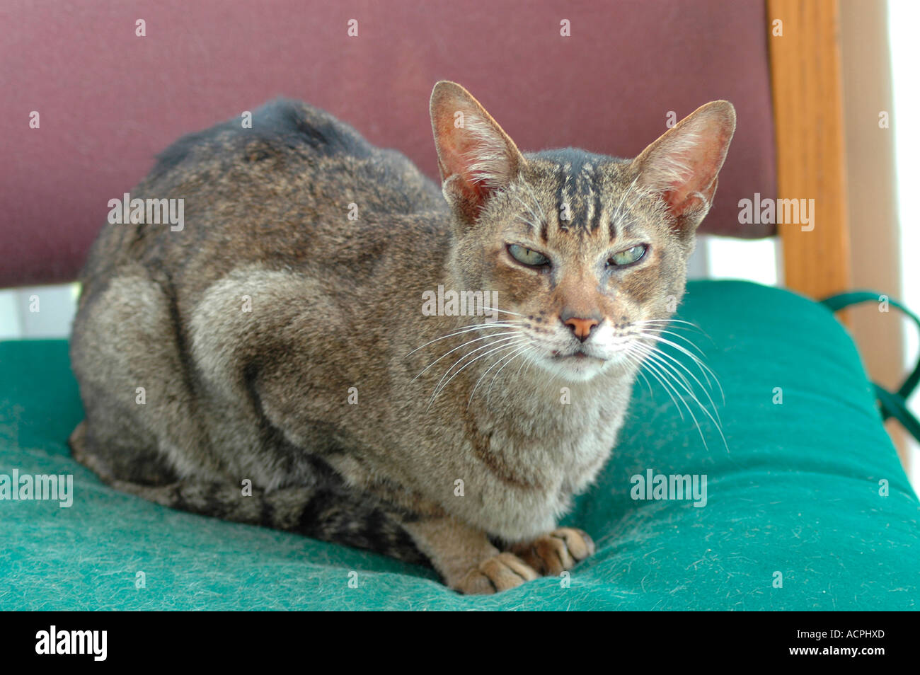 Wild stray cat which is fed and watered by strangers in the area of ...