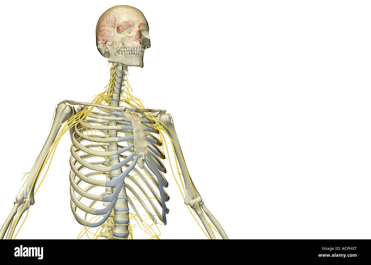 The nerve supply of the upper body Stock Photo - Alamy