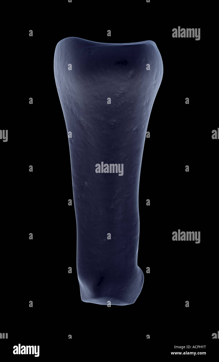 The bones of the finger Stock Photo - Alamy