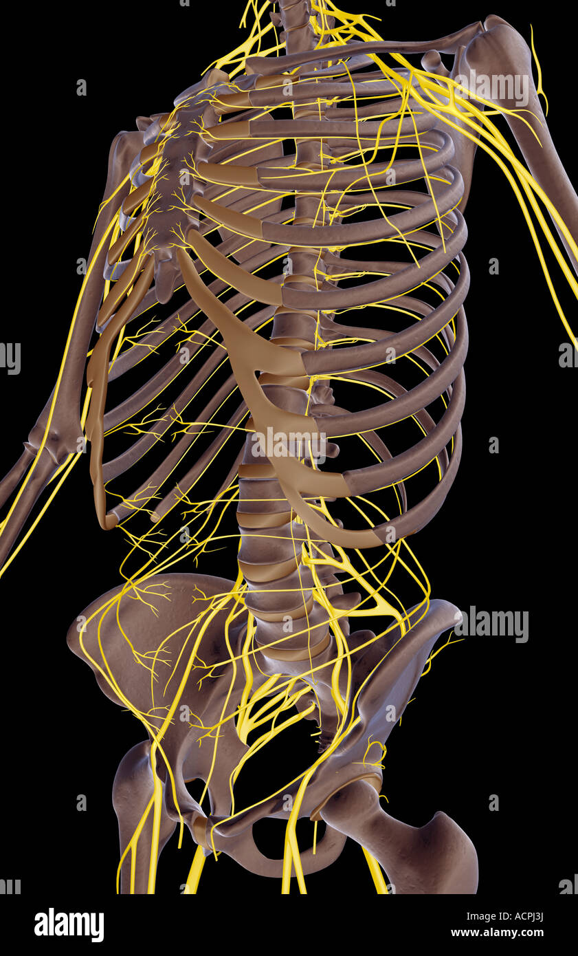 The nerves of the trunk Stock Photo - Alamy