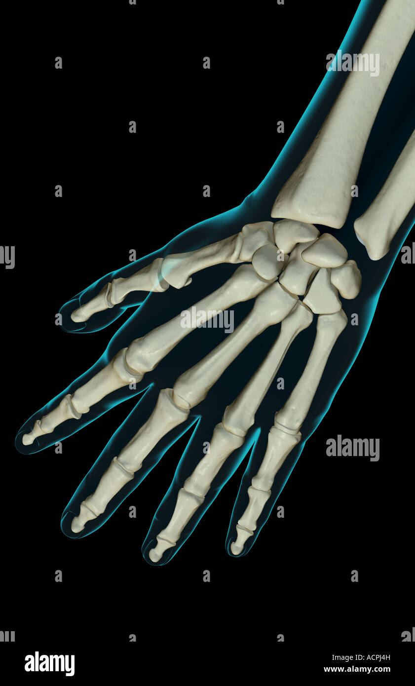 Trapezium Skeleton Hand High Resolution Stock Photography and Images ...