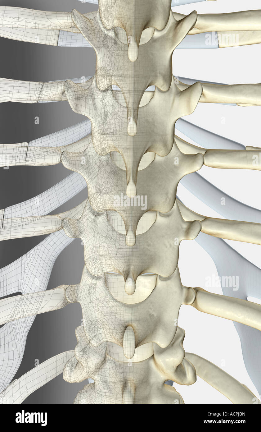 The bones of thoracic vertebrae Stock Photo - Alamy