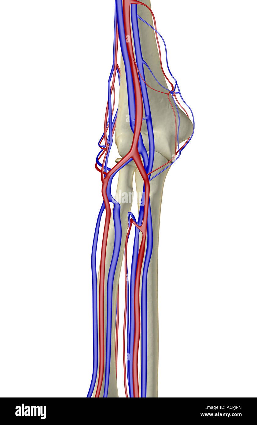 Ulnar artery hi-res stock photography and images - Alamy