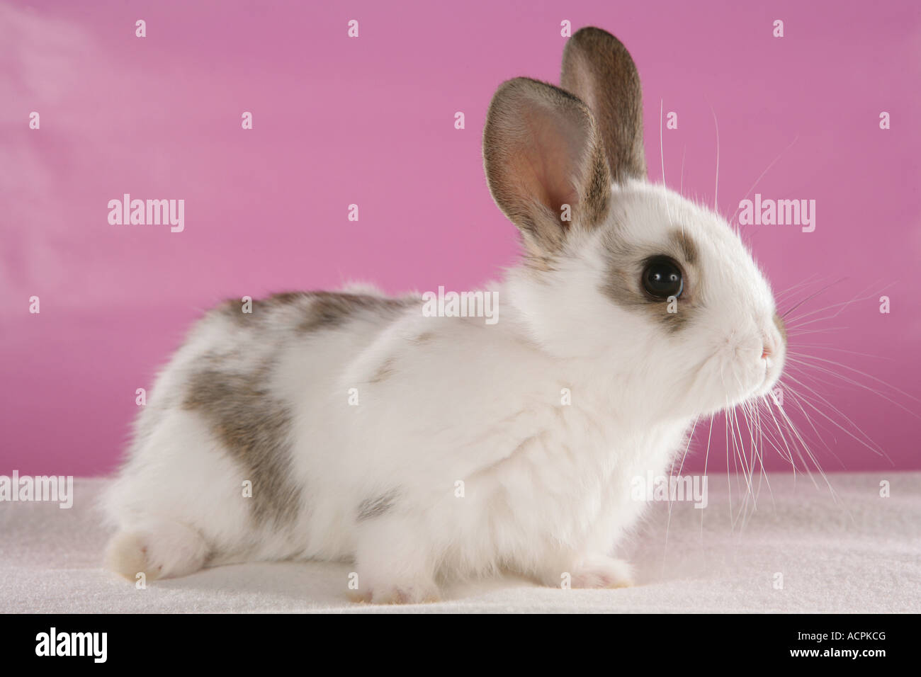 dwarf rabbit - cut out Stock Photo - Alamy