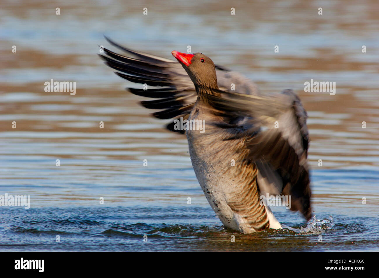 Grey goose flapping wings in lake, close-up Stock Photo - Alamy