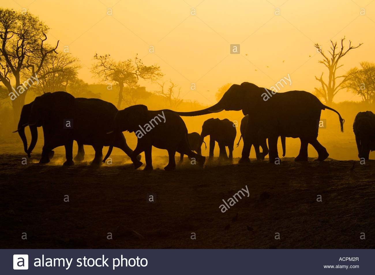 African Elephants Safari Running Stock Photos & African Elephants ...