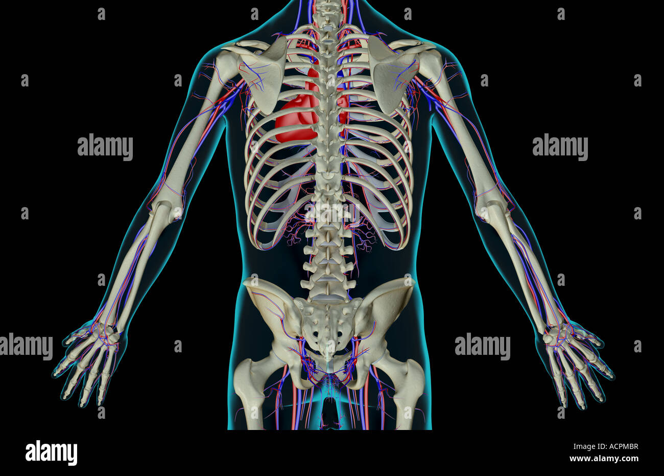 The blood supply of the trunk Stock Photo - Alamy